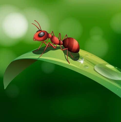 Mieren in en om je huis. Hoe krijg je ze weer weg?